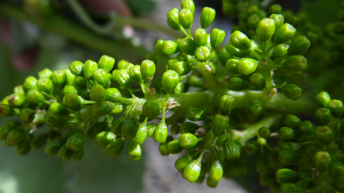 La vigne dans tous ses états | V+ Petite Camargue
