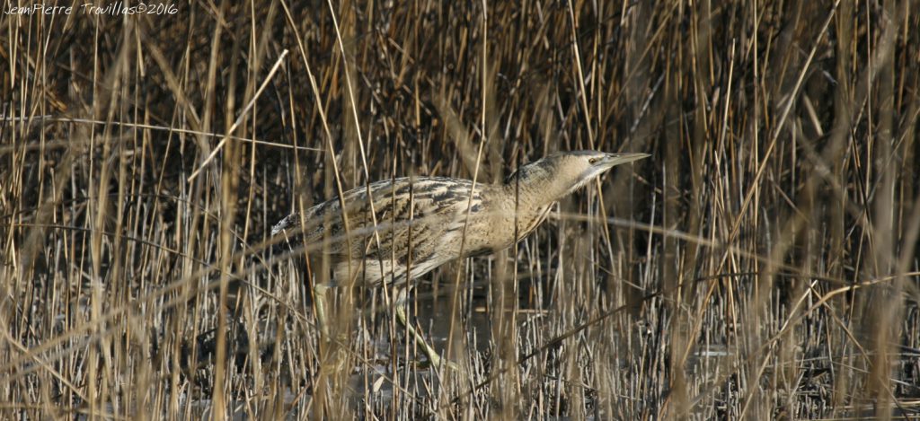 Oiseaux de CamargueLe Butor étoilé | V+ Petite Camargue